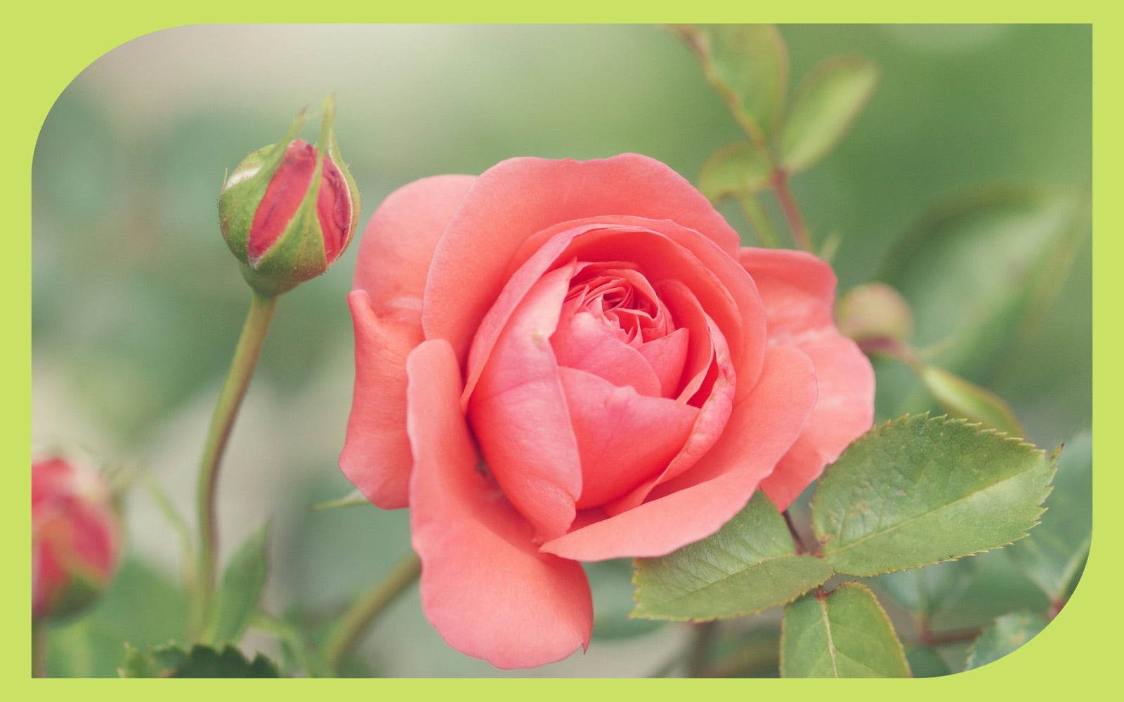 Bare-Root Roses for PNW Gardens: A Planting Guide – Dragonfly Farm ...