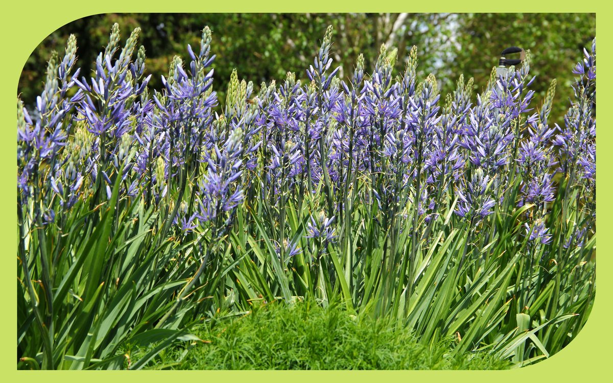 How to Grow Camas: A PNW Native Bulb Care Guide – Dragonfly Farm & Nursery
